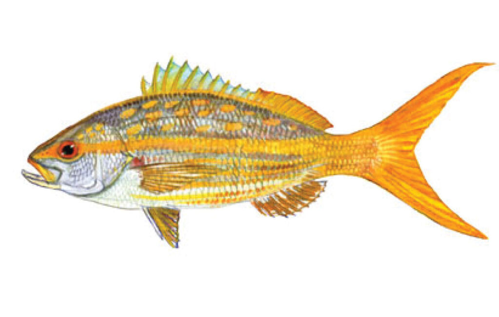 Yellowtail Snapper