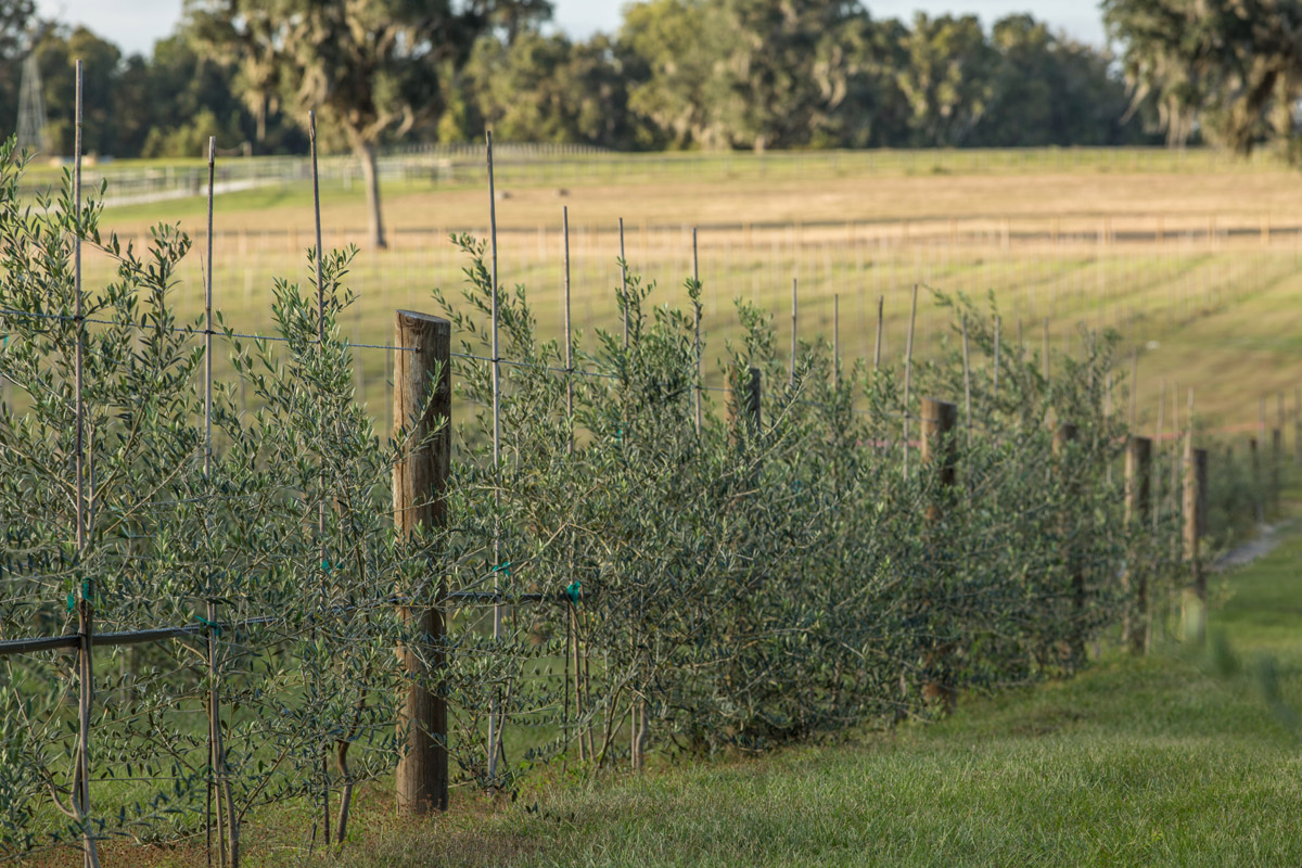Growing Olives in Florida