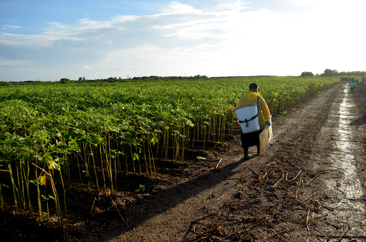 Meet Your Farmworker