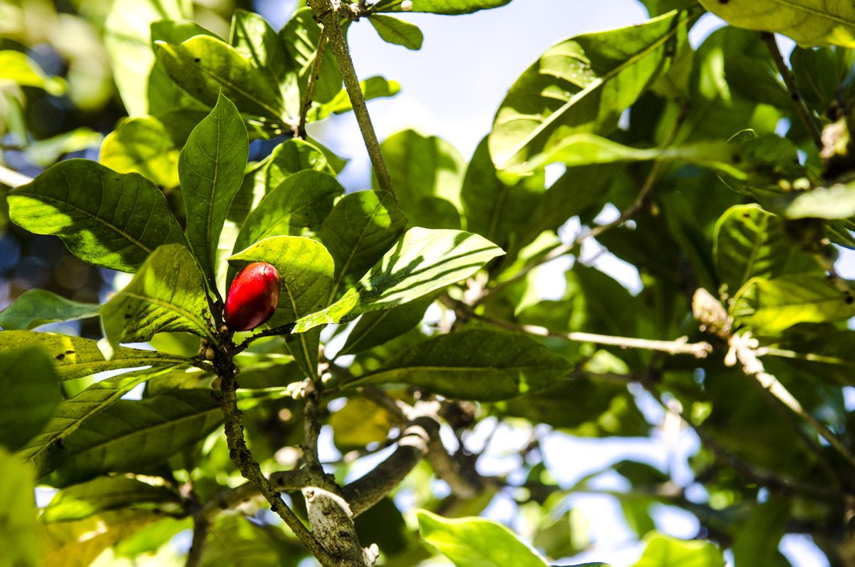 Tasting Again … Thanks to the Miracle Fruit