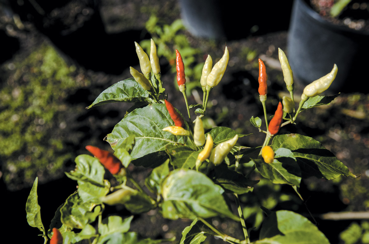 5 Peppers and How They Grow