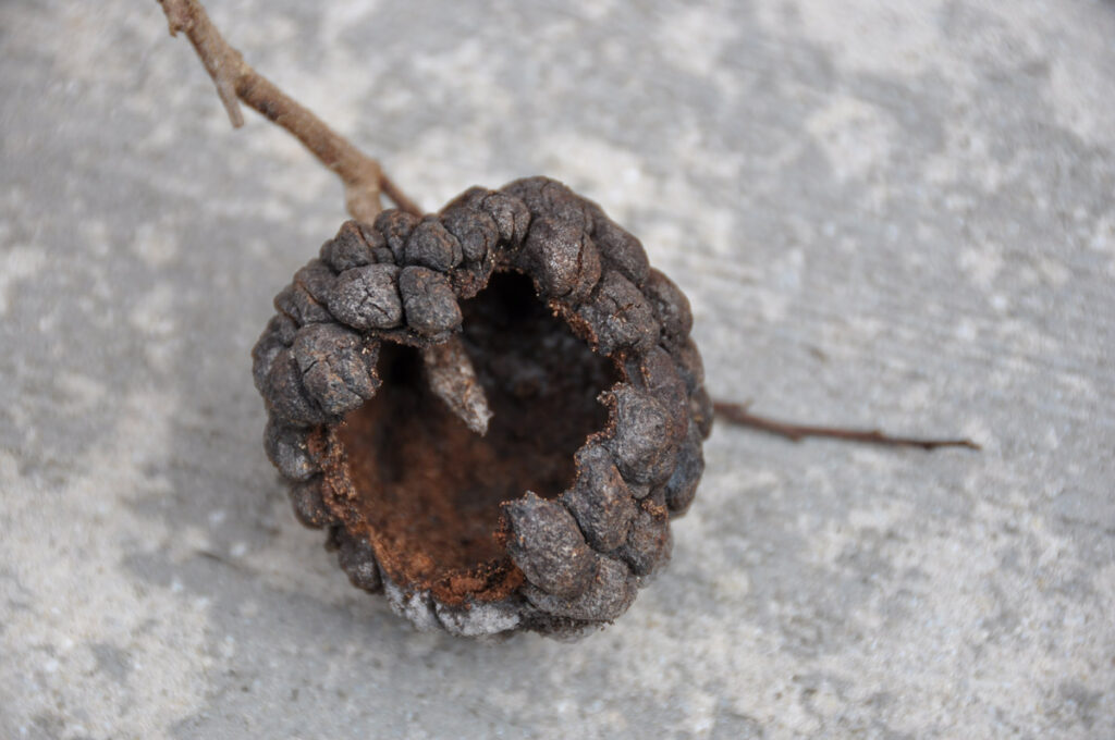 Common Tropical Fruit Tree Problems