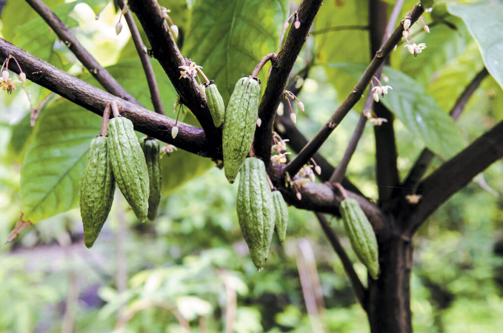 Tree-to-Bar Chocolate in South Florida