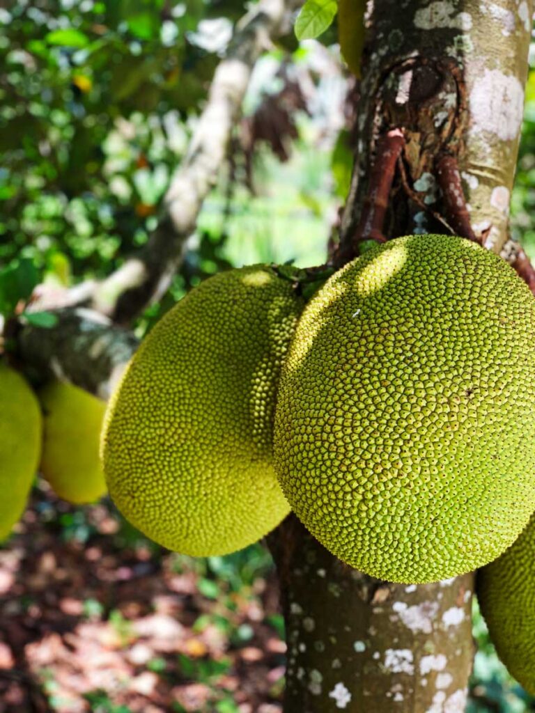 Jackfruit