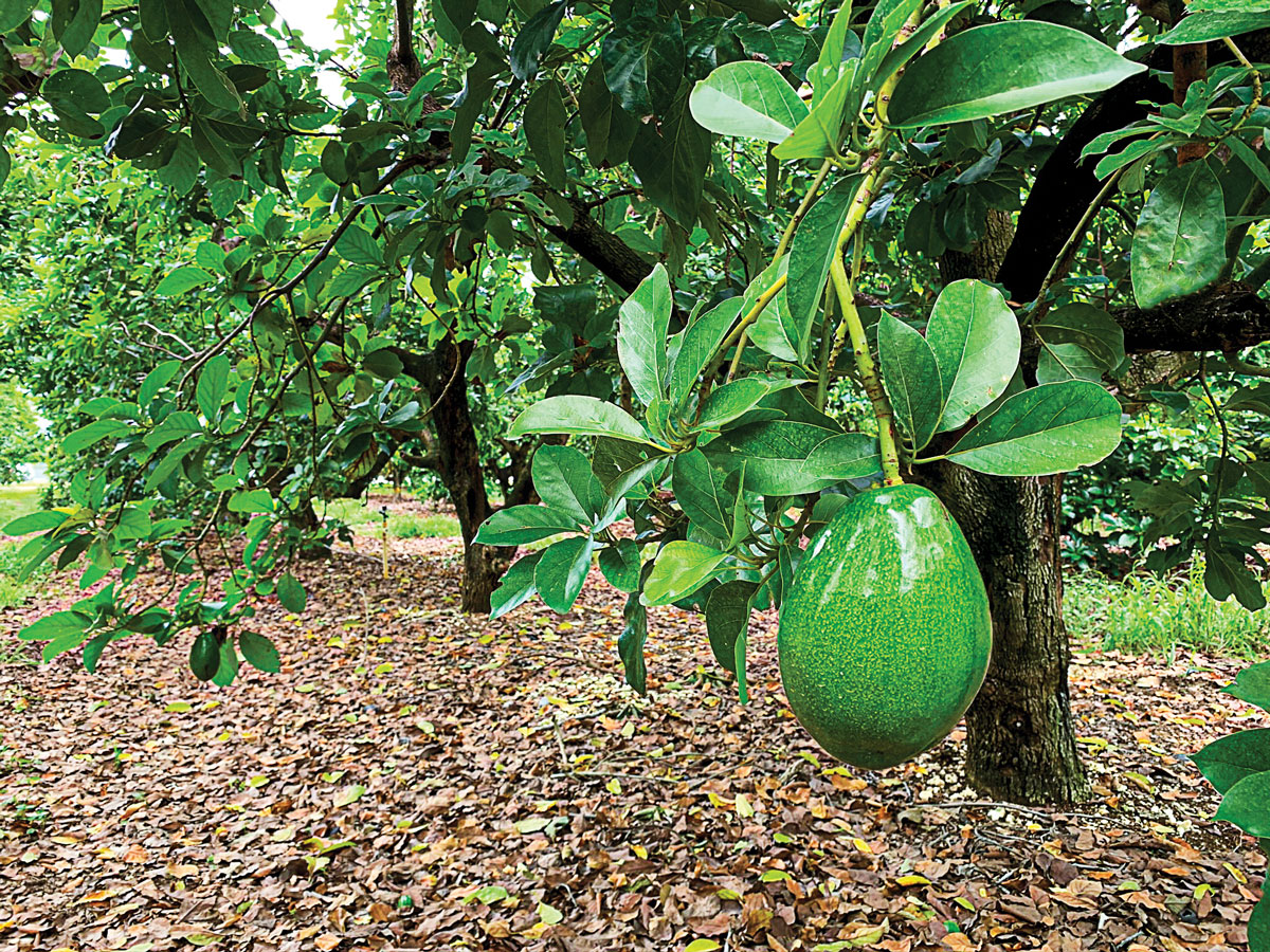 The Case for Florida Avocados