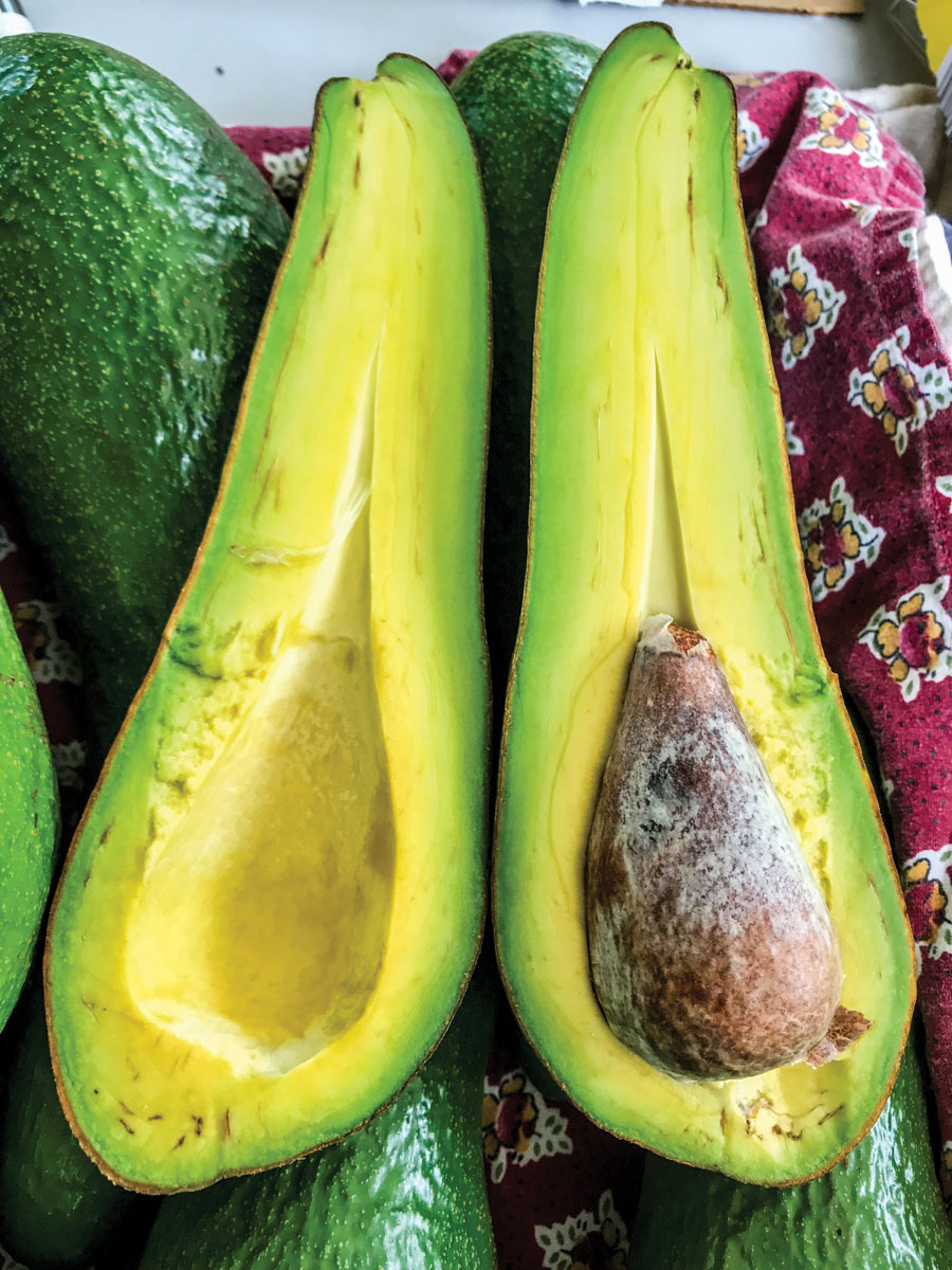 Avocado Varieties Chart