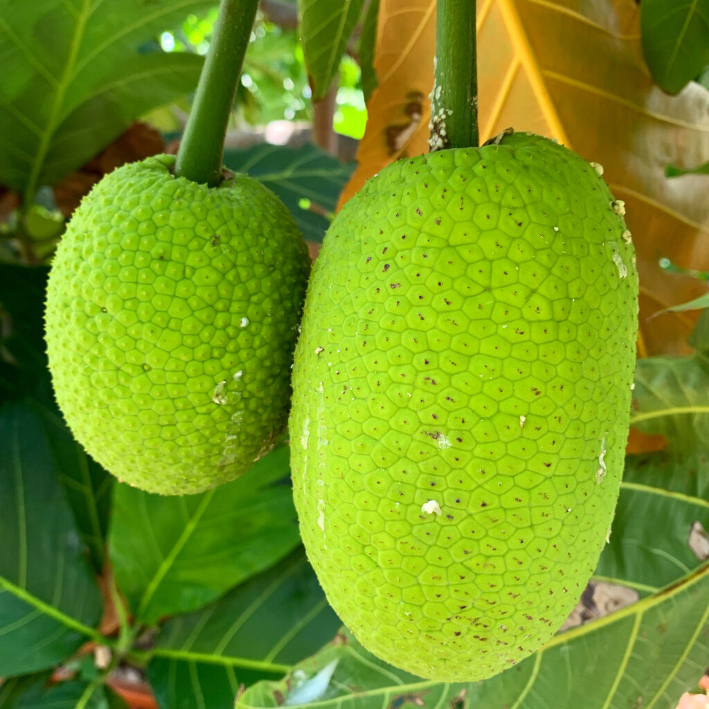 Limited-Edition Keys Breadfruit Vodka Released