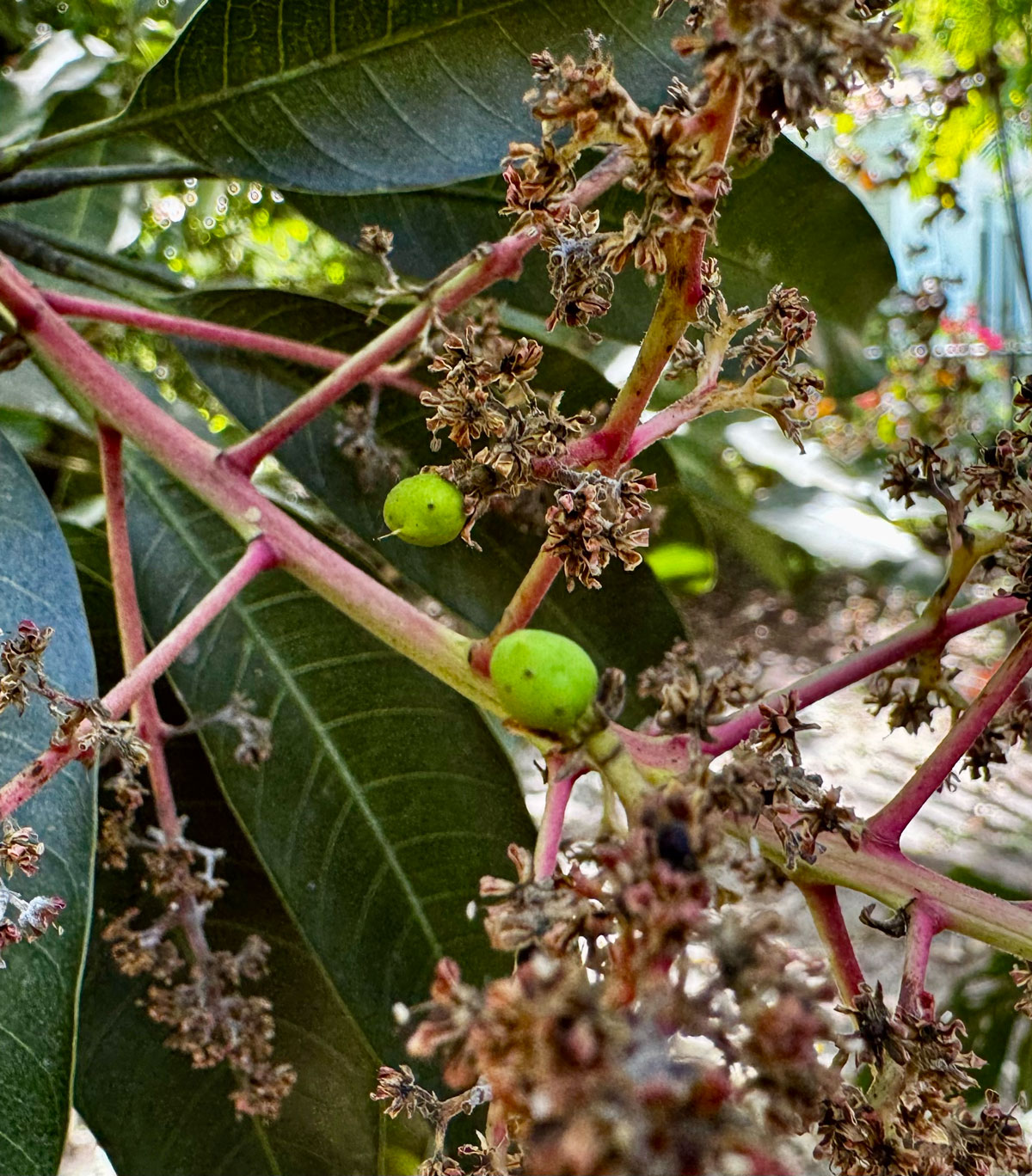 Mango Season in South Florida: Looking Delicious - Edible South Florida
