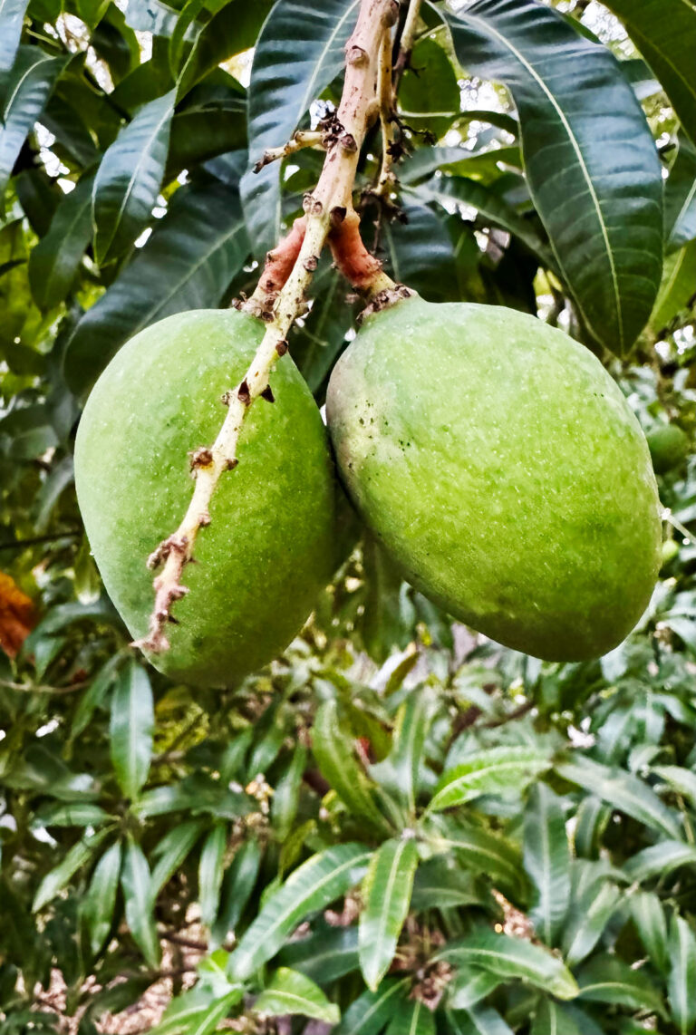 Mango Season in South Florida: Looking Delicious - Edible South Florida