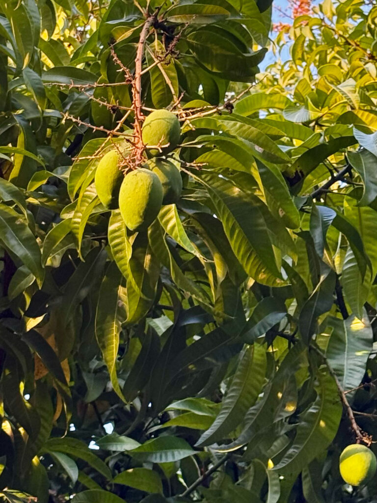 Mango Season in South Florida: Looking Delicious - Edible South Florida