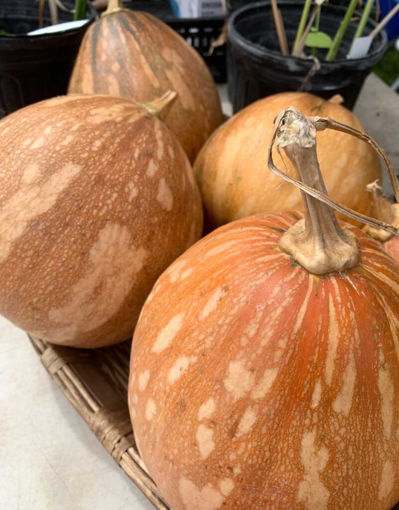 Grow a Squash Now. Win a Prize in the Fall. - Edible South Florida
